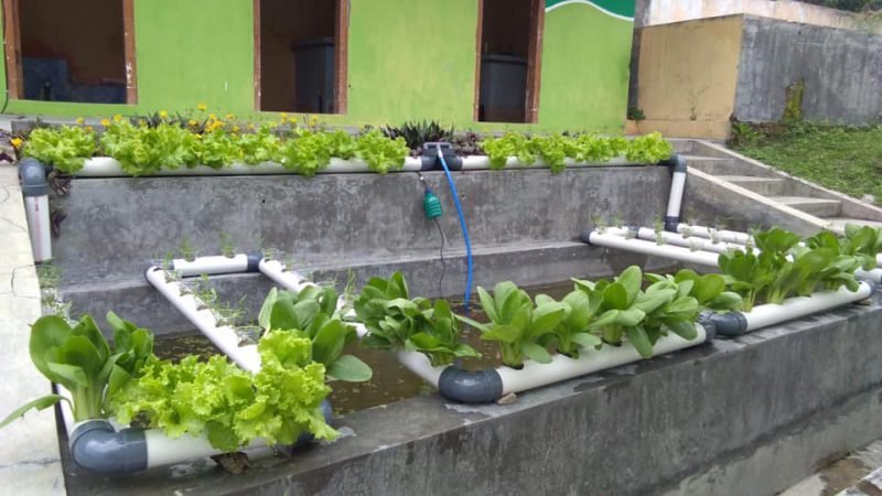 Budidaya Toga Di Kebun Sekolah